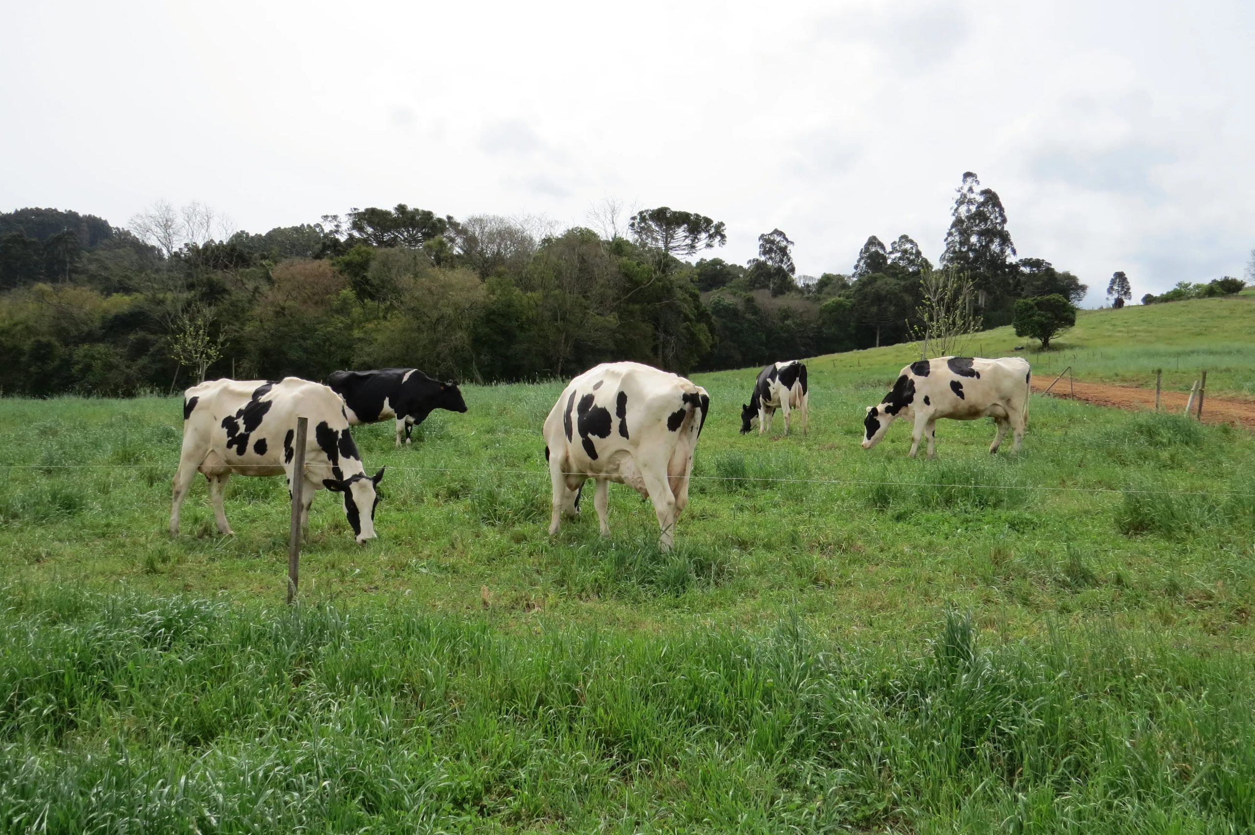 Pastagens apresentam boas condições no Rio Grande do Sul — OBSERVADOR ...